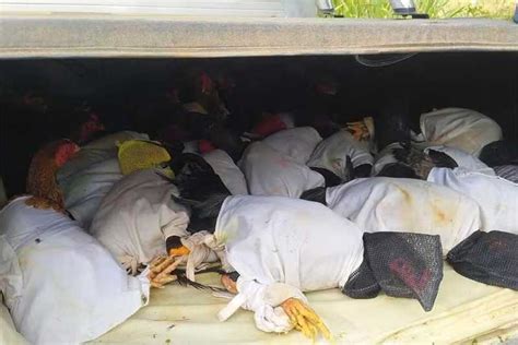 Homem é multado em mais de R 60 mil por maus tratos a galos e galinhas