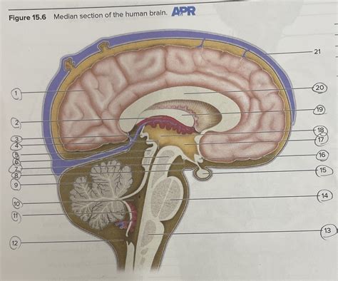Median Section Of The Human Brain Diagram Quizlet