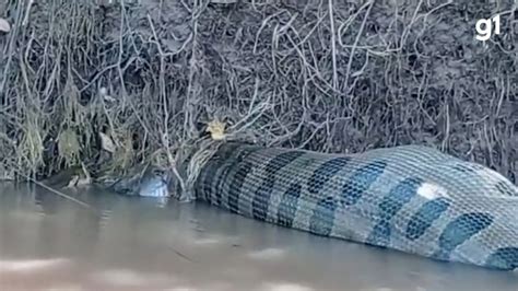 V Deo Sucuri De Metros Flagrada Boiando Em Rio Ap S Engolir Presa