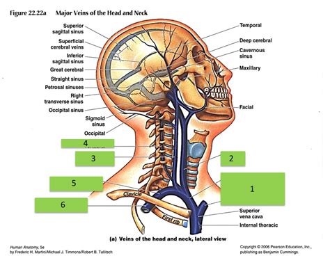 Veins Of Head And Neck Diagram Quizlet