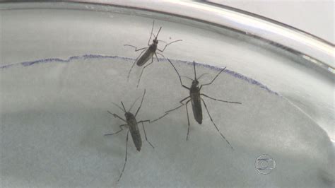Aumento Nos Casos De Dengue Preocupa Popula O Em Belo Horizonte Bom