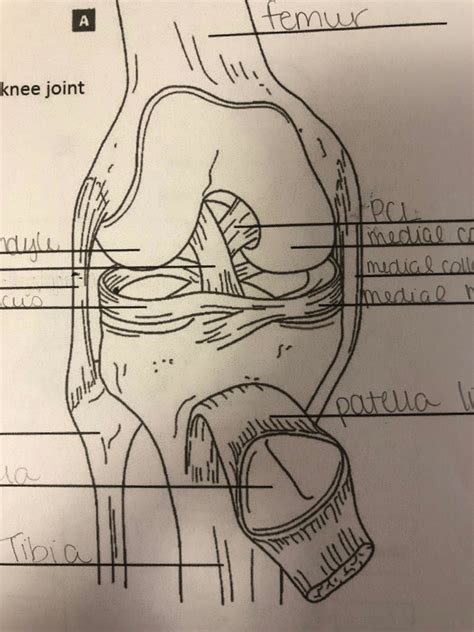 Knee Joint Anatomy Exam 2 Diagram Quizlet