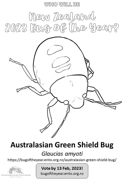 Australasian Green Shield Bug New Zealand Bug Of The Year