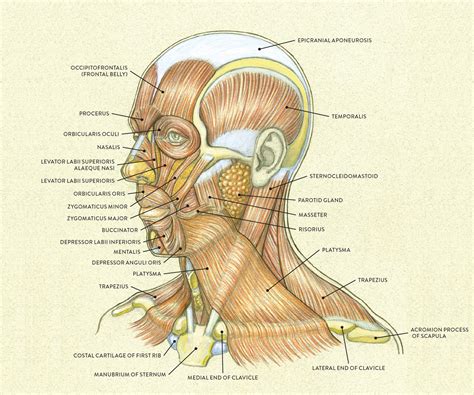 Acquire Anatomy Muscles Face Free Vector