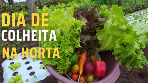 Dia de colheita na horta manejo orgânico YouTube