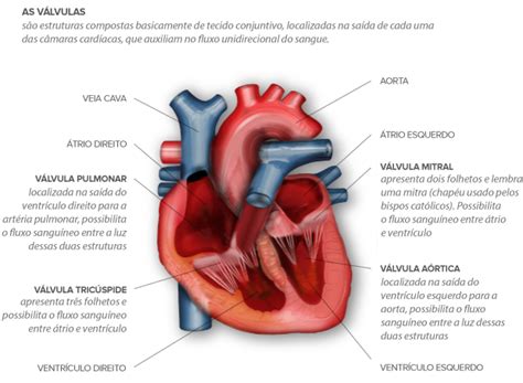 Cardiologista explica o que é o sopro no coração sintomas e tratamentos
