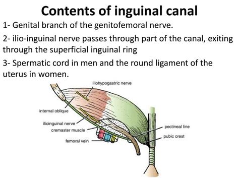 Inguinal Canal Contents Female