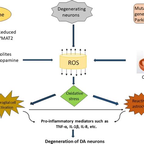 The NF κB mediated neuroinflammatory cascade Pro inflammatory factors