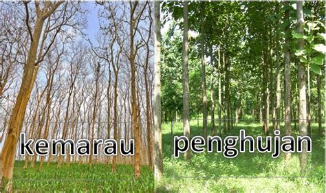 Tujuan Pohon Jati Menggugurkan Daunnya Ketika Musim Kemarau Anto Tunggal