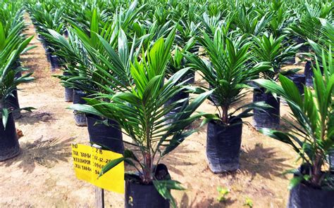 Varietas Unggul Kelapa Sawit