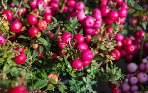What Does Teaberry Taste Like Does It Taste Good Americas Restaurant