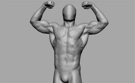 Male Torso 3D Model TurboSquid 1444282