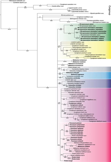 majority rule consensus tree inferred from bayesian inference analysis download scientific