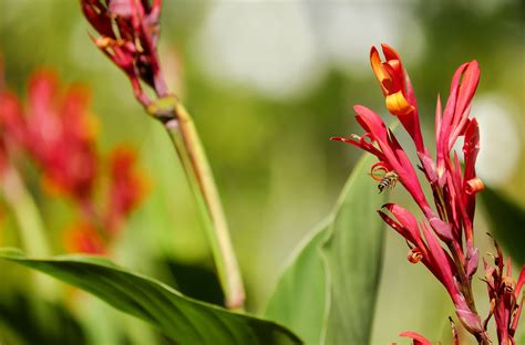 1920x1080 Wallpaper Red Petaled Flower Peakpx