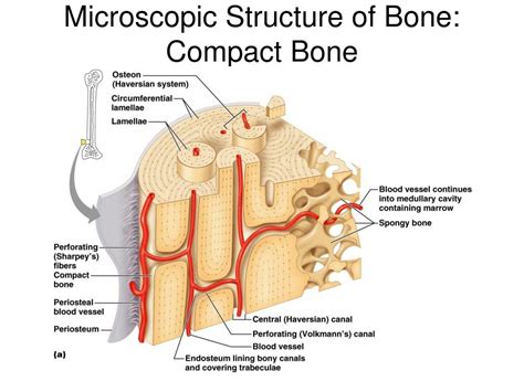 Microscopic Structure Of Compact Bone Cloudshareinfo