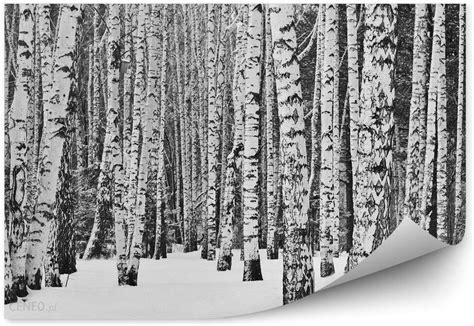 Fototapety Pl Zimowy Las Brzozowy Śnieg Drzewa Okleina Ścienna