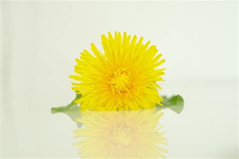 Maskros Blomning Gul Gratis foto på Pixabay