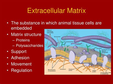 Extracellular Matrix Structure And Function
