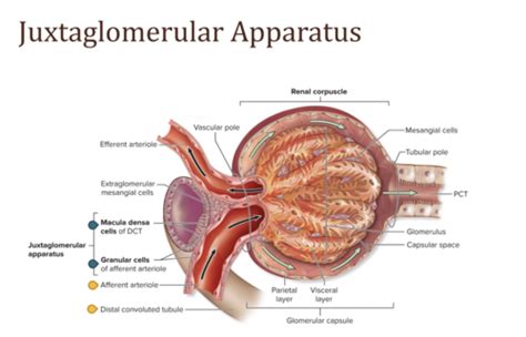 Exam Bio Urinary And Reproductive Flashcards Quizlet
