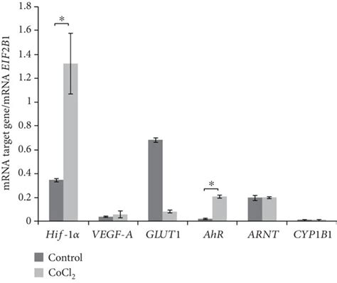 mRNA levels of HIF 1α AhR ARNT VEGF A GLUT1 and CYP1B1 in