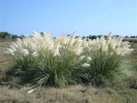 Pin En Plantas Red Facilisimo
