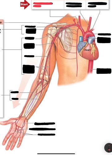 Arteries Of Chest And Upper Limb Flashcards Quizlet