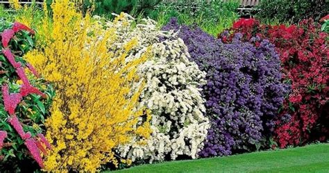 5 hermosos arbustos para nuestro jardín Plantas
