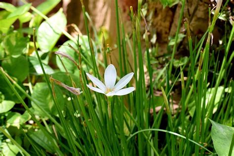 Natureza Relva Flores Silvestres Foto Gratuita No Pixabay Pixabay