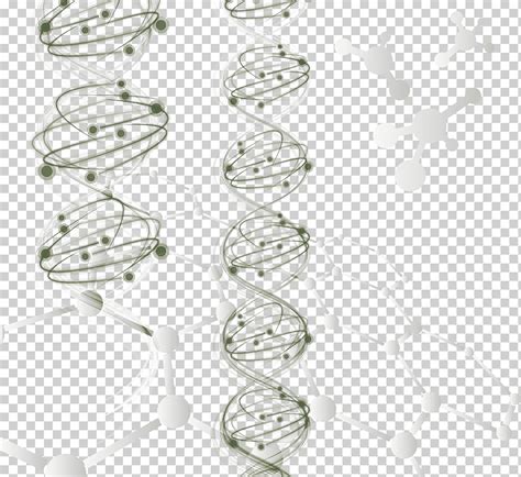 Gen Adn H Lice Gen De Cadena Vaso Ngulo Rect Ngulo Png Klipartz