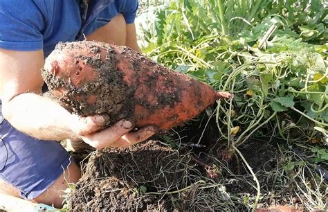 Quand R Colter Ses Patates Douces Et Comment Terra Potager