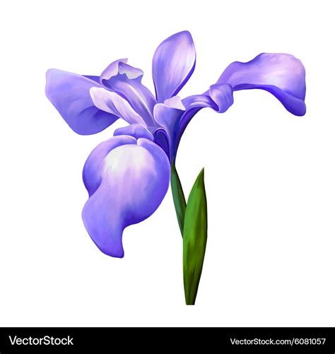 Violet Iris Flower Royalty Free Vector Image VectorStock