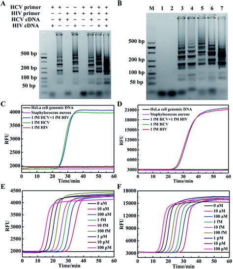 multiplexed droplet loop mediated isothermal amplification with scorpion shaped probes and