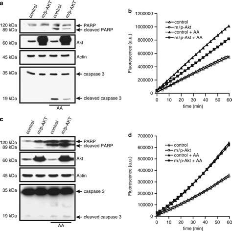 Akt Protects From Ca2 Dependent Apoptosis In COS7 But Not In SH SY 5Y