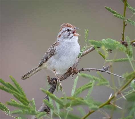 Rufous Winged Sparrow Owen Deutsch Photography