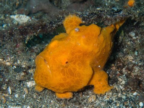 Diving In North Sulawesi Bunaken Lembeh Bangka