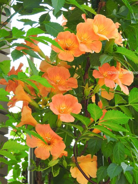 ノウゼンカズラ凌霄花 オザキフラワーパーク