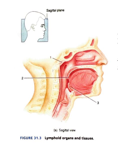 Lymphoid Organs Tissues Diagram Quizlet