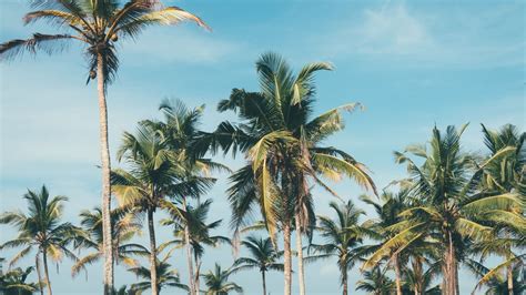 Vsco Aesthetic Palm Tree Background Tree Desktop Wallpaper Ipad Mini