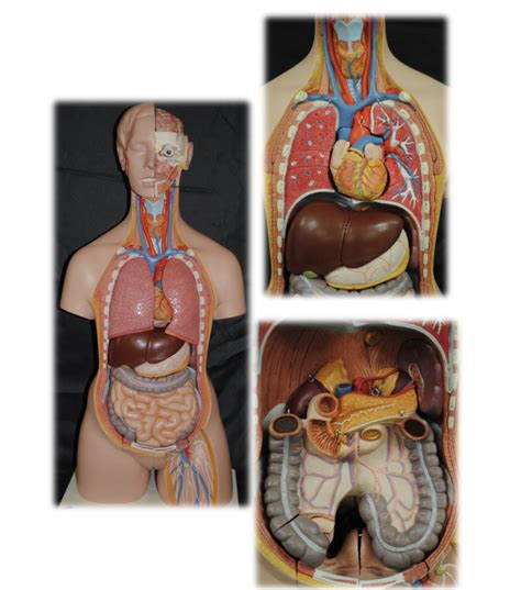 Practical Human Torso Model Diagram Quizlet