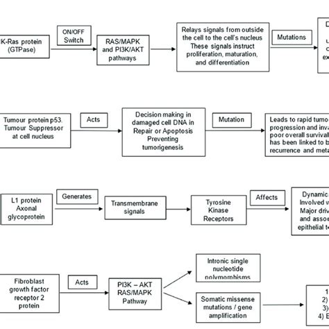 Visual Representation Of The Functions Of Each Gene Pten Pole Mmr