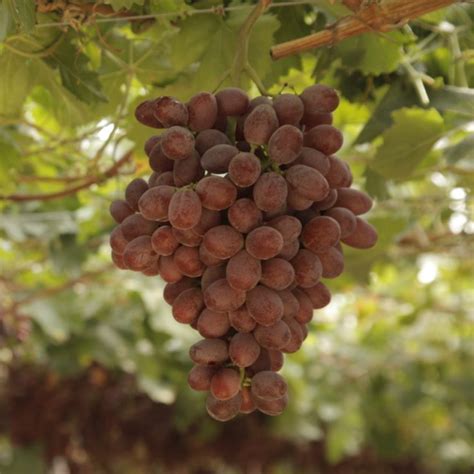 Allison Bio Uva Ecológica Uvas Moyca