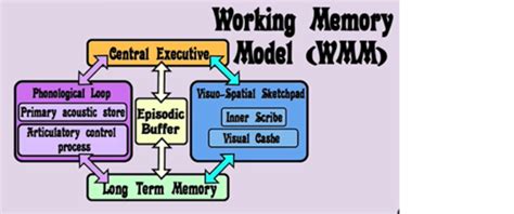 Working Memory Model Wmm Flashcards Quizlet