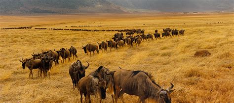 5 Days Masai Mara Wildlife Safari Cultural Tour Kenya Wildlife Safaris