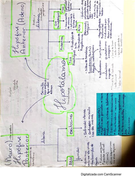 Sistema Endócrino Biologia
