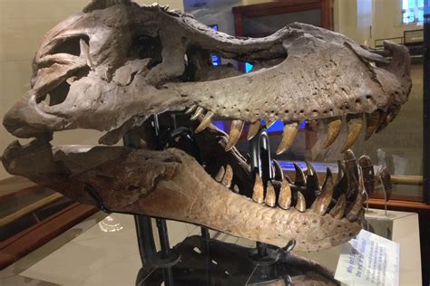 Tyrannosaurus Rex Fossil In Ground