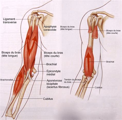 Exercices biceps 5 principes pour un développement optimal
