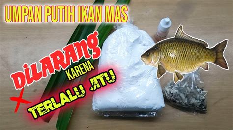 22 Umpan Ikan Mas Paling Jitu Background Hobi Mancing