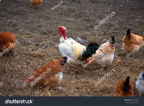 Transylvanian Naked Neck Rooster Free Range Stock Photo