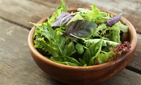 Delicious Mixed Green Salad Recipe Fresh And Nutrient Rich