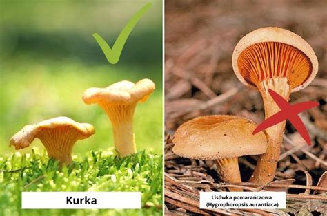 ATLAS GRZYBÓW ONLINE Grzyby trujące podobne do grzybów jadalnych